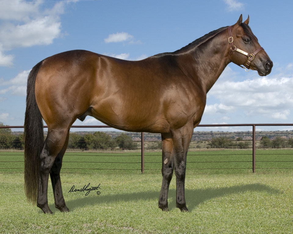 In Defense of the Thoroughbred as a Barrel Horse – The Western Thoroughbred