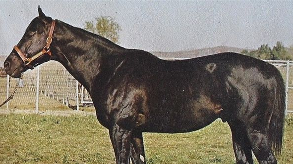 The Western Thoroughbred History: Aforethought – The Western Thoroughbred