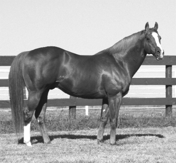The Western Thoroughbred History – Apollo – The Western Thoroughbred
