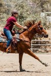 Ambassadors – The Western Thoroughbred