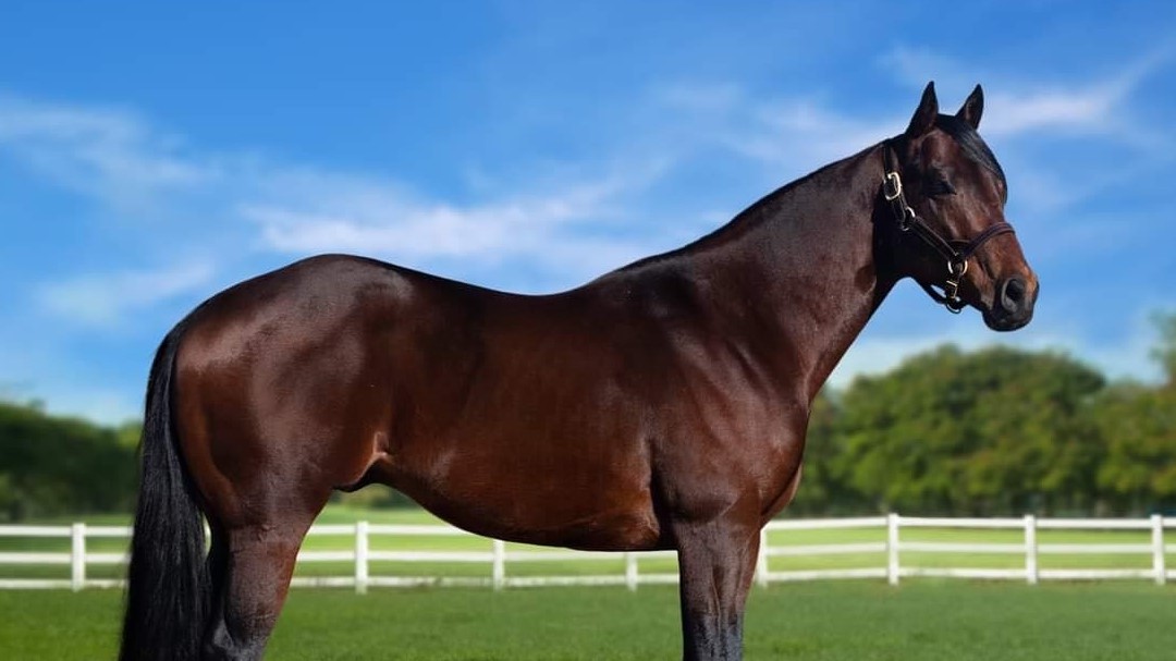 Kool Kingdom: A Royally Bred Thoroughbred Stallion Competing in Barrel ...
