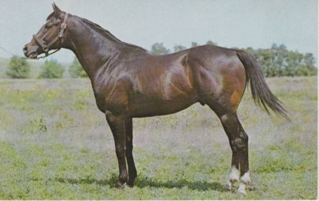 The Western Thoroughbred History – Lanolark – The Western Thoroughbred
