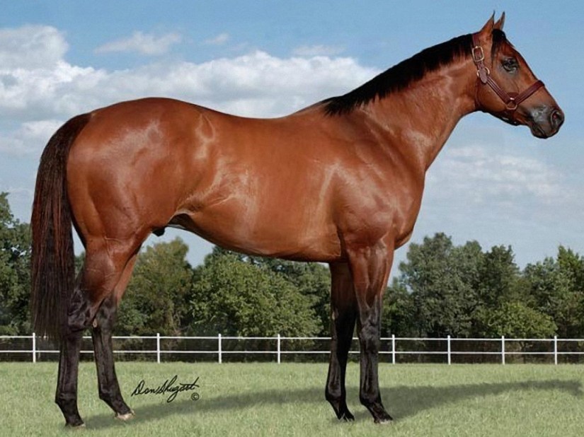 The Western Thoroughbred History – Attila’s Storm – The Western ...