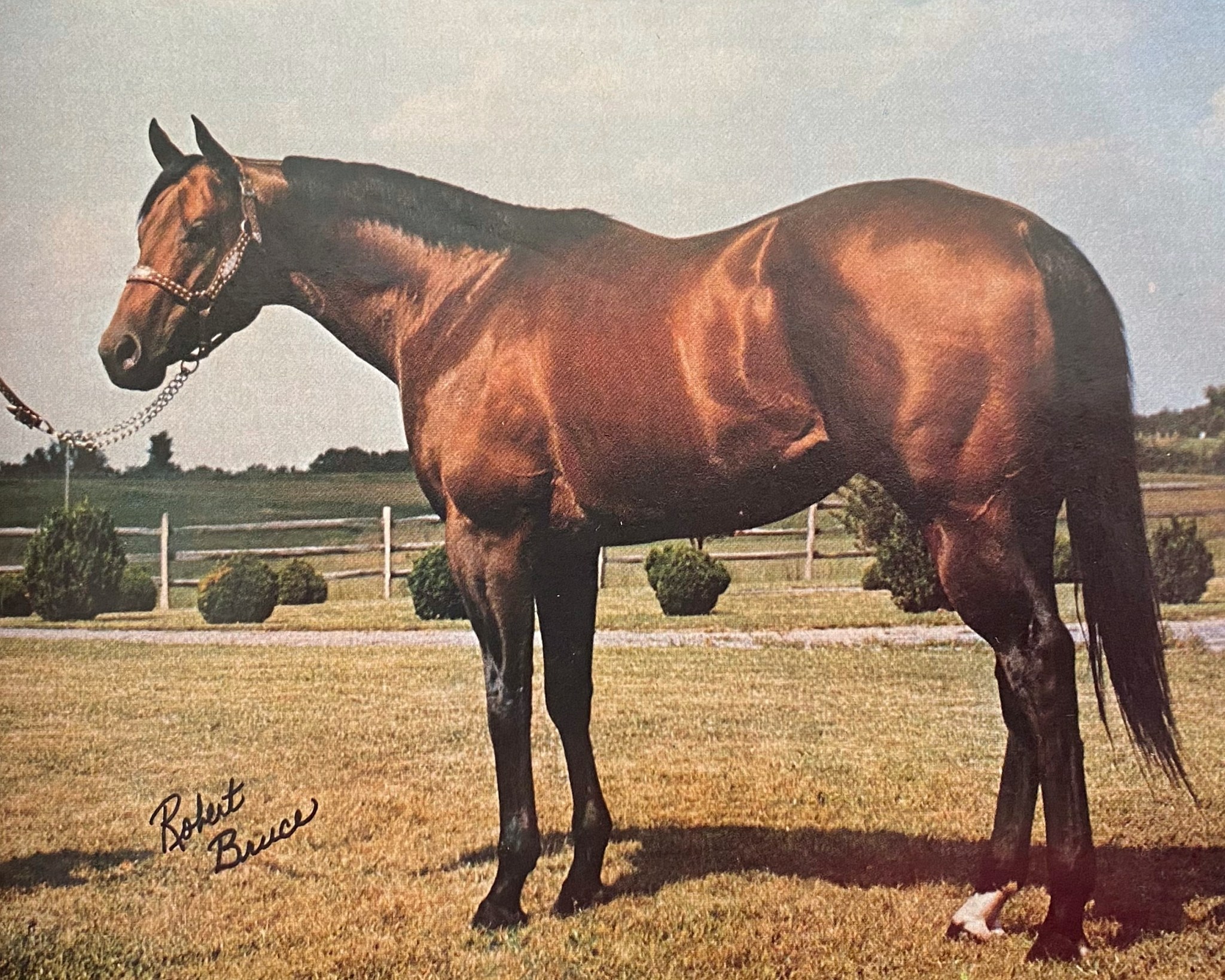 The Western Thoroughbred History – Swift Solo – The Western Thoroughbred