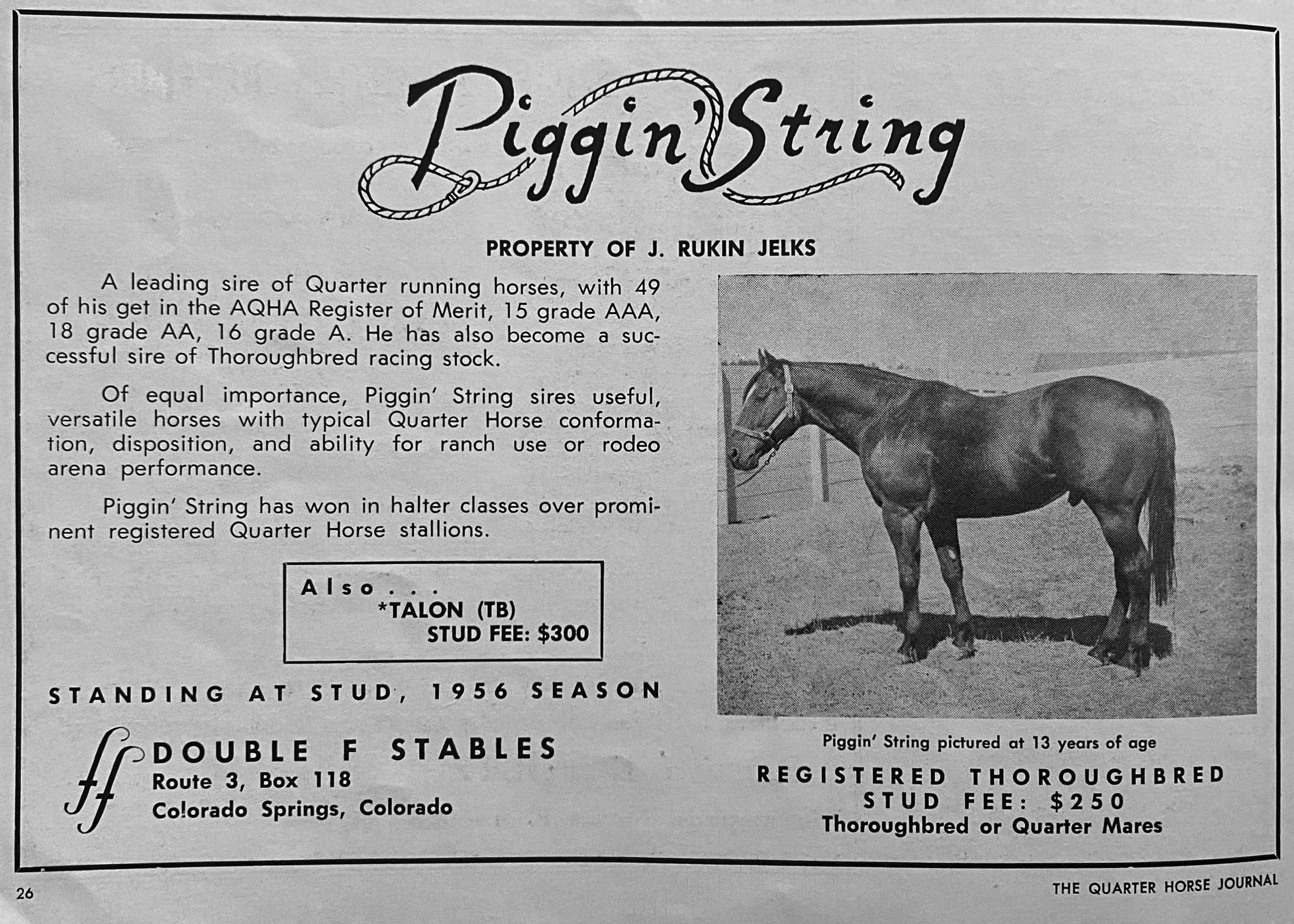 The Western Thoroughbred History – Piggin String – The Western Thoroughbred
