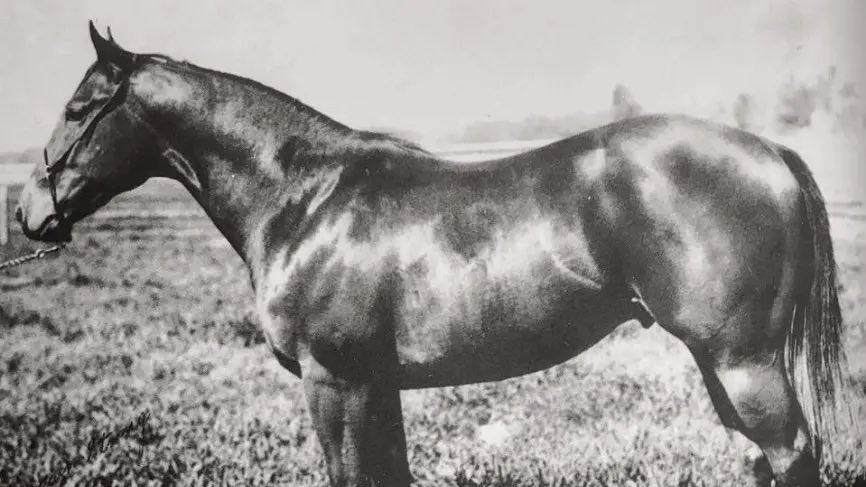 The Western Thoroughbred History – Piggin String – The Western Thoroughbred