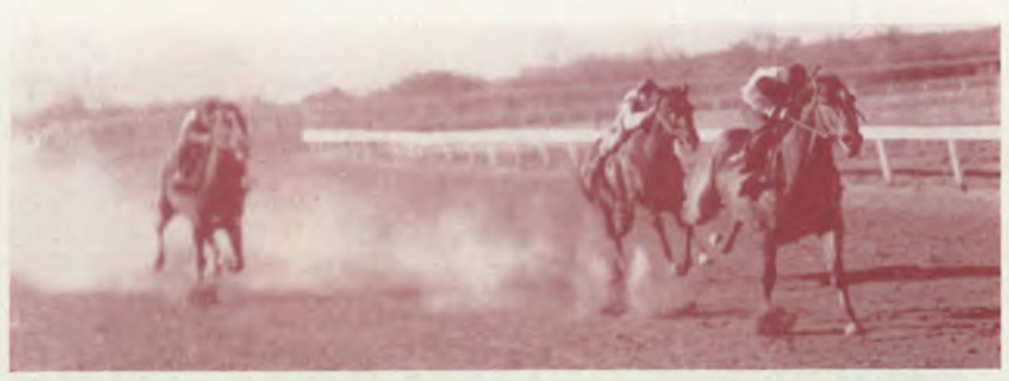 The Western Thoroughbred History – Piggin String – The Western Thoroughbred