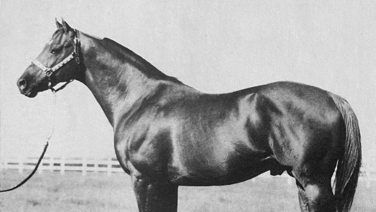 The Western Thoroughbred History: Sparkling Native – The Western ...