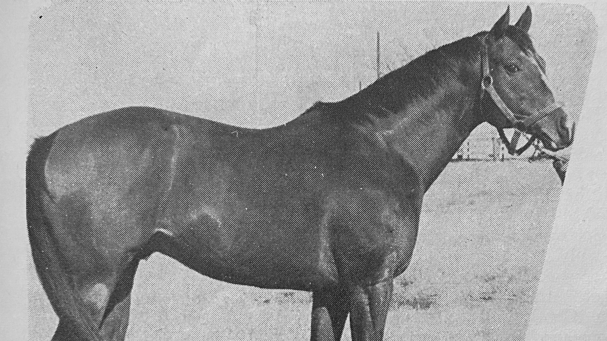 The Western Thoroughbred History: Carrara Marble – The Western Thoroughbred