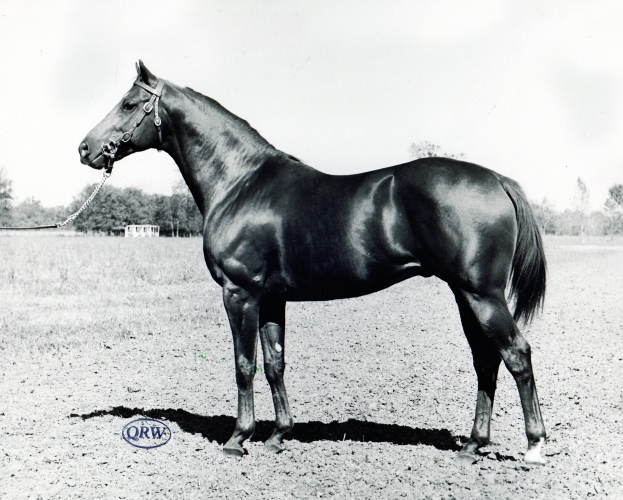 The Western Thoroughbred History: Sparkling Native – The Western ...