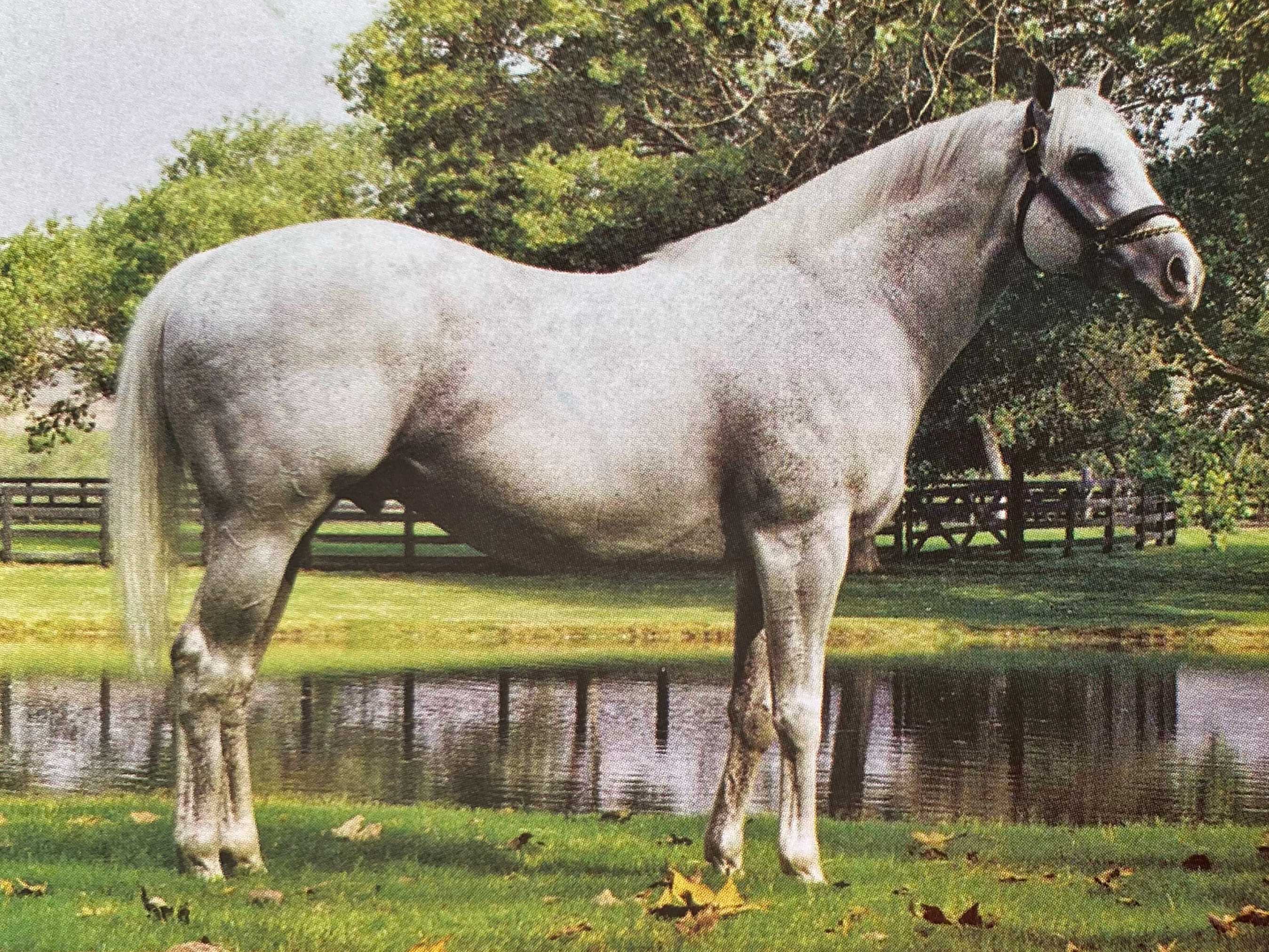 The Western Thoroughbred History: Devon Lane – The Western Thoroughbred