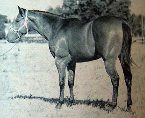 The Western Thoroughbred History: Direct Win – The Western Thoroughbred