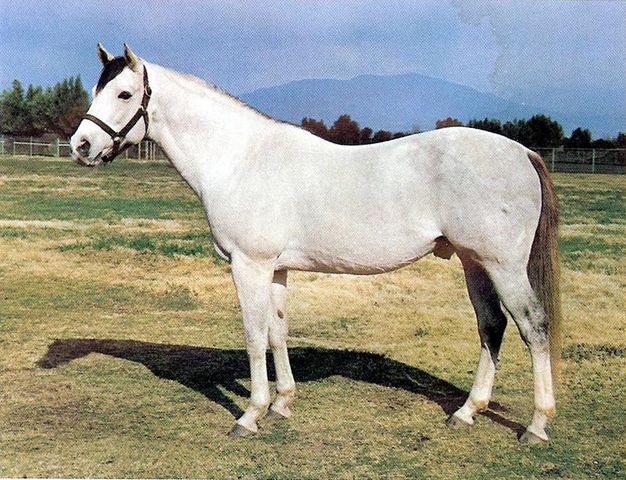 The Western Thoroughbred History: Moolah Bux – The Western Thoroughbred