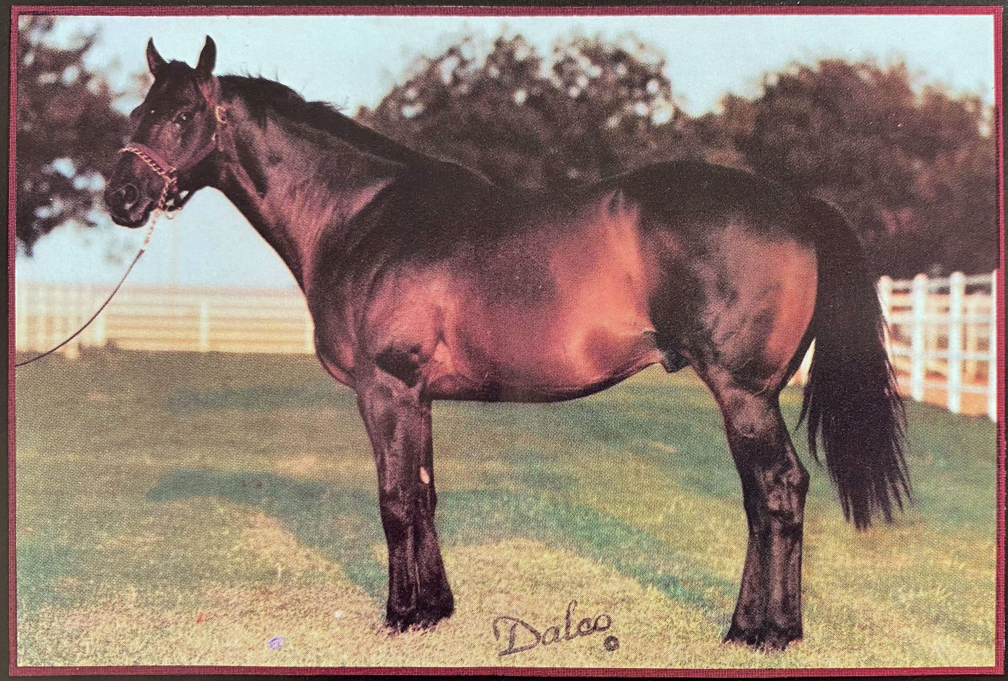 The Western Thoroughbred History: Joyful Hope – The Western Thoroughbred