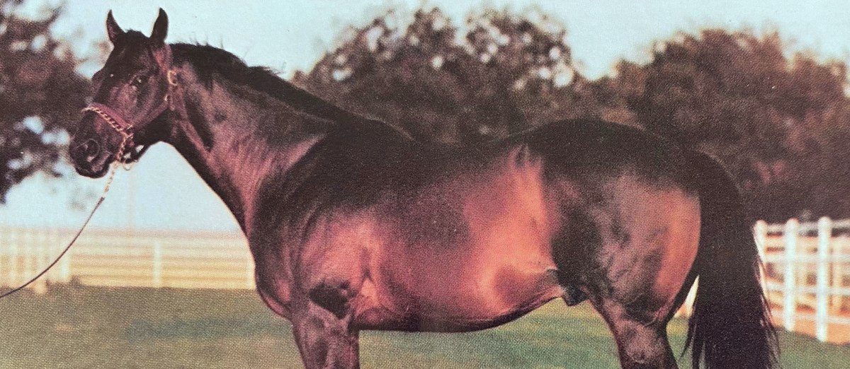The Western Thoroughbred History: Joyful Hope – The Western Thoroughbred