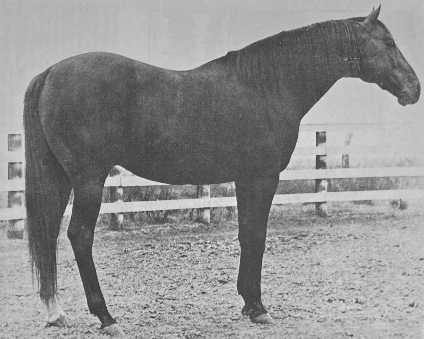The Western Thoroughbred History: Top Deck – The Western Thoroughbred