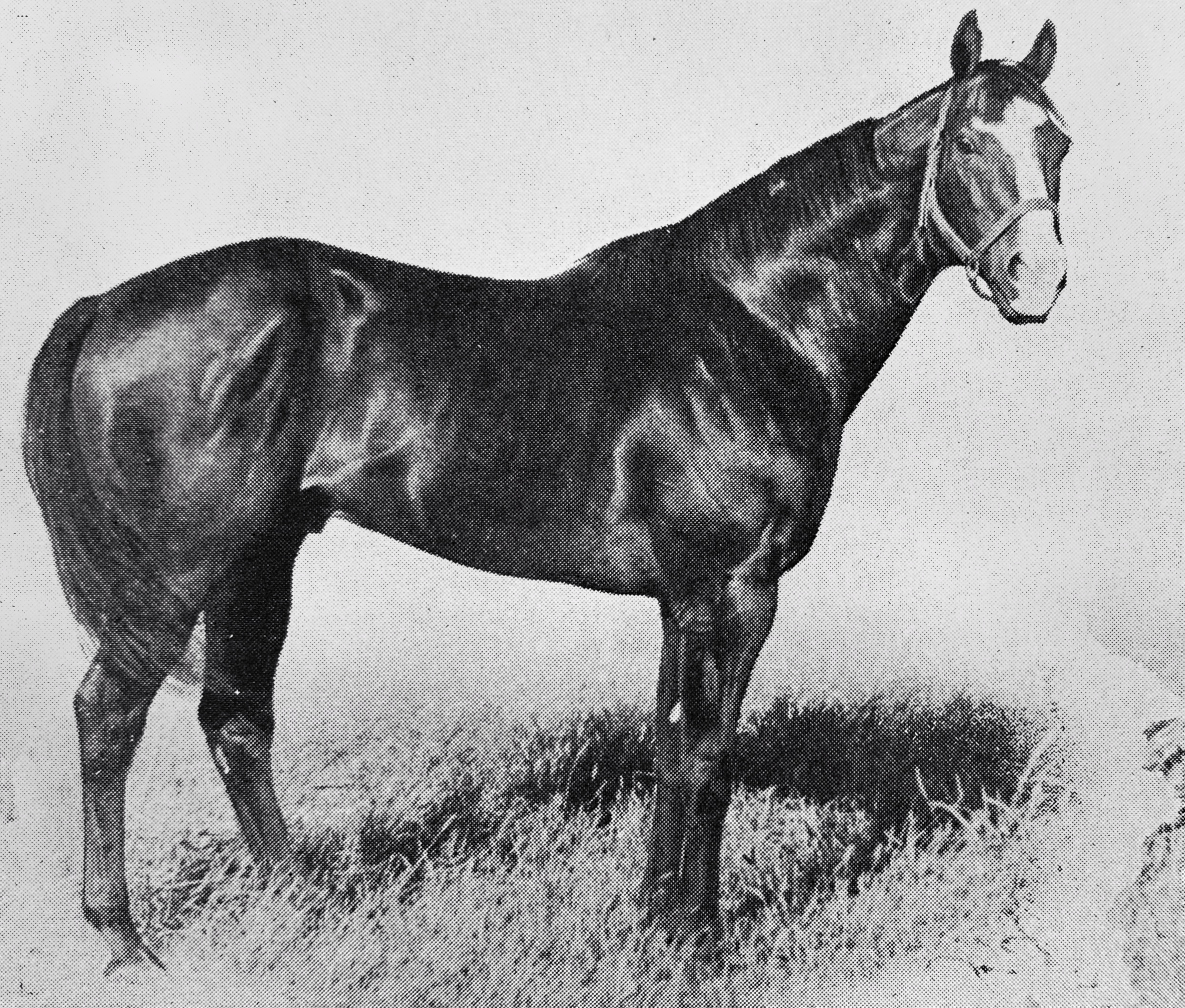 The Western Thoroughbred History: Top Deck – The Western Thoroughbred