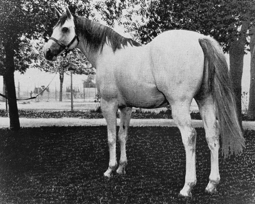 The Western Thoroughbred History: Moolah Bux – The Western Thoroughbred