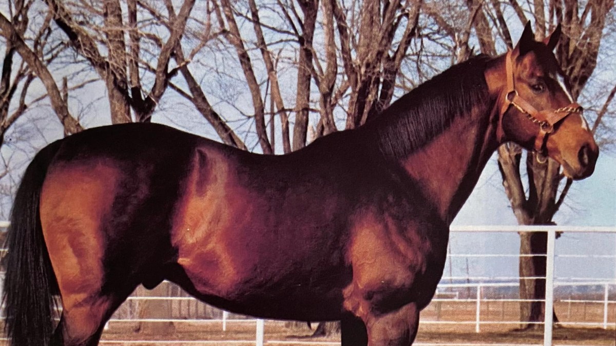 The Western Thoroughbred History: No Drift – The Western Thoroughbred