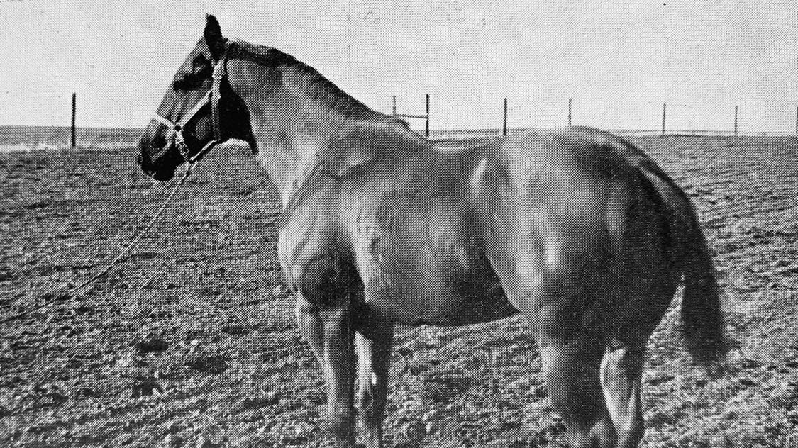 The Western Thoroughbred History – Silver Thistle – The Western ...