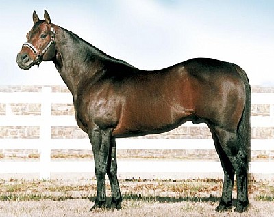 downhomedash – The Western Thoroughbred
