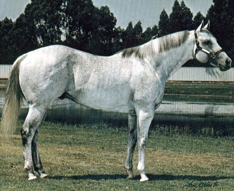 The Western Thoroughbred History: Desert Spirit – The Western Thoroughbred