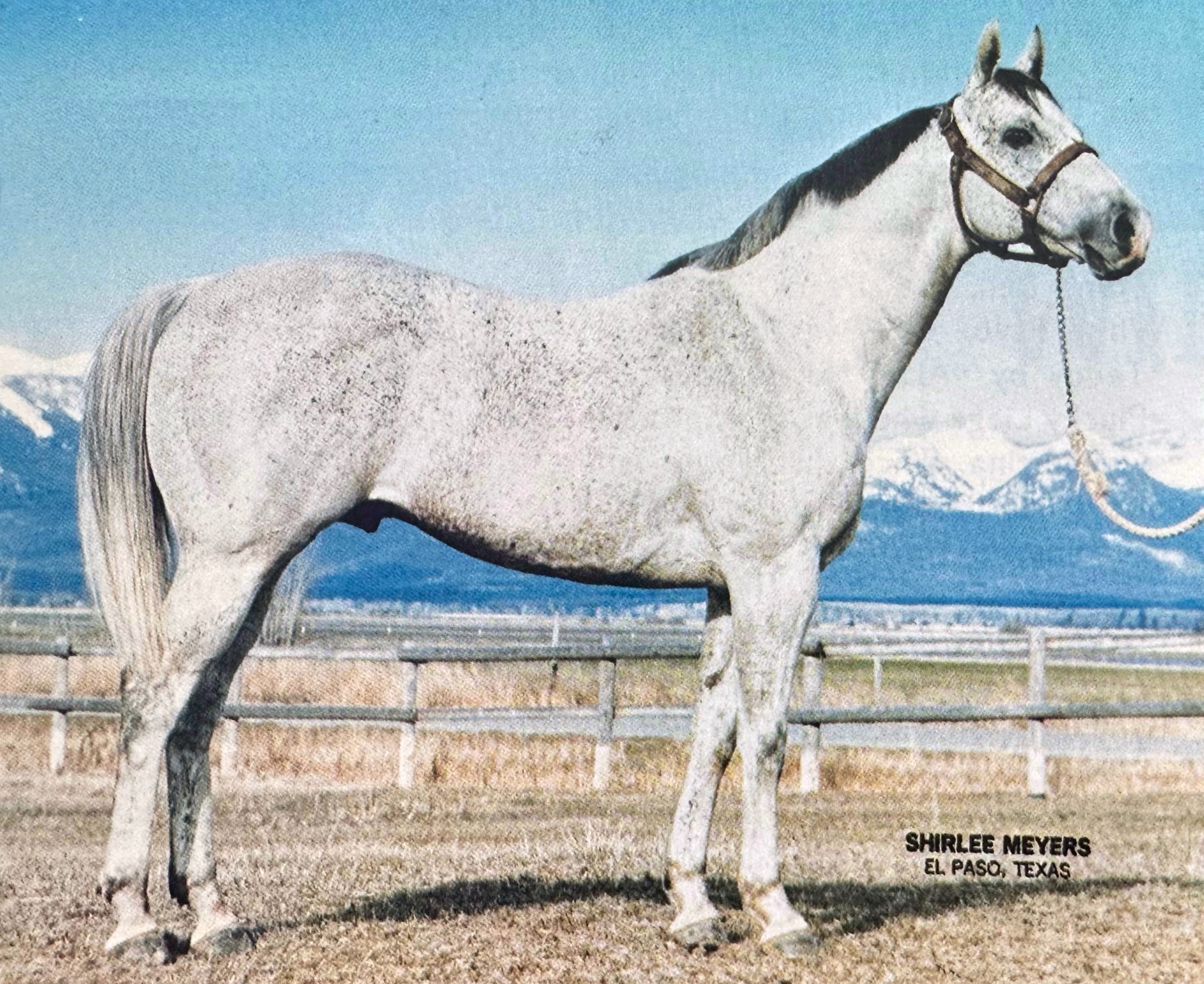 The Western Thoroughbred History: Desert Spirit – The Western Thoroughbred
