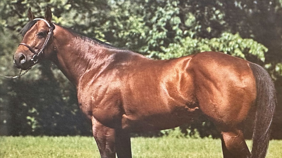 The Western Thoroughbred History: Will Win – The Western Thoroughbred
