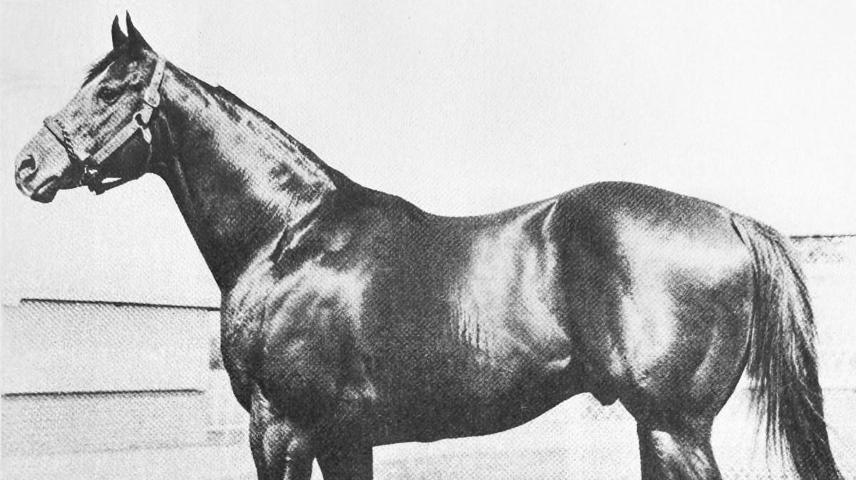 The Western Thoroughbred History: Vikingson – The Western Thoroughbred
