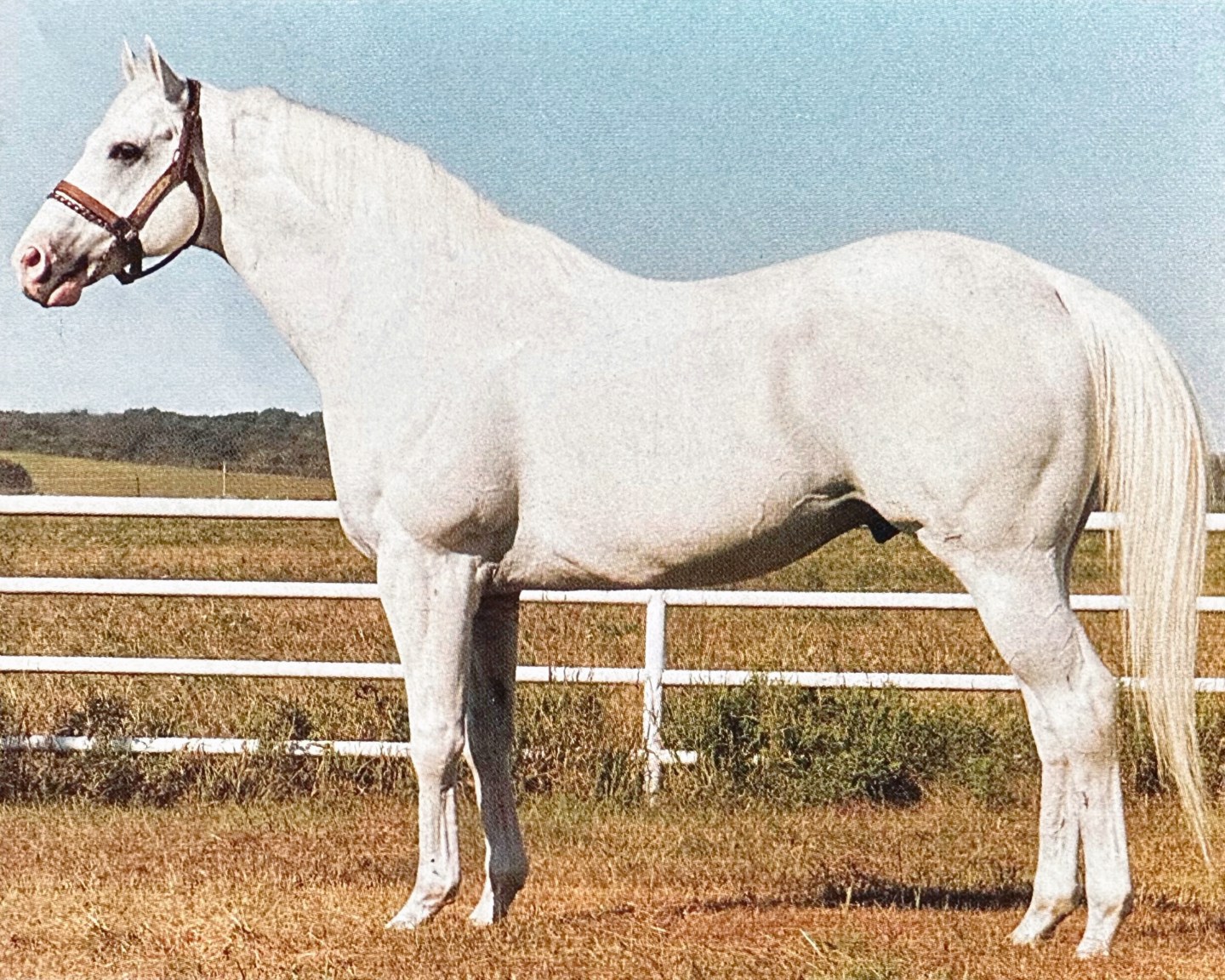 The Western Thoroughbred History: Disco Jerry – The Western Thoroughbred