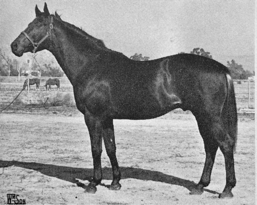 The Western Thoroughbred History: Pichirilo – The Western Thoroughbred