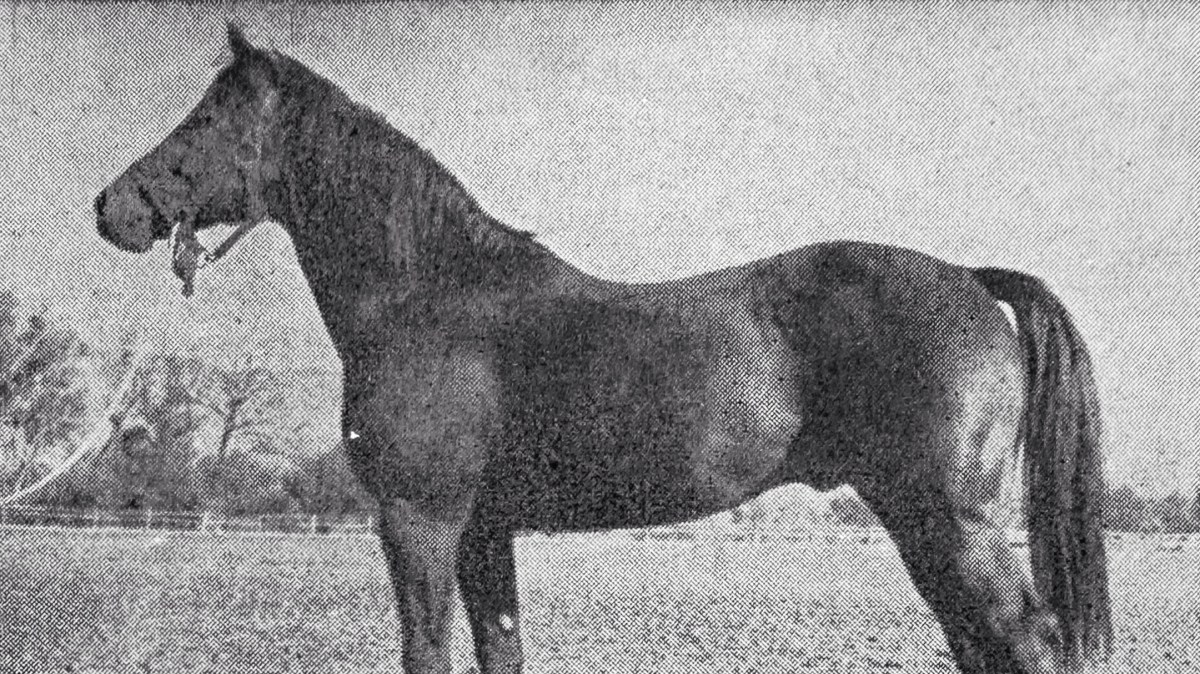 The Western Thoroughbred History: Pondariel – The Western Thoroughbred
