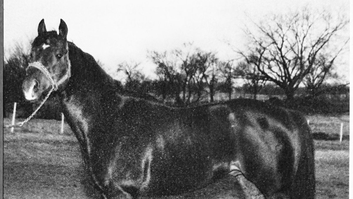 The Western Thoroughbred History: R. Smith – The Western Thoroughbred