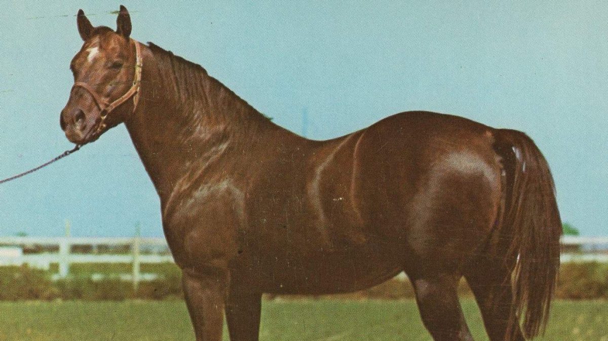 The Western Thoroughbred History: Firm Ground – The Western Thoroughbred