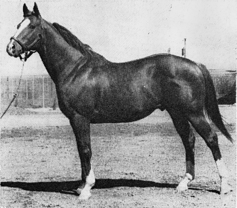 The Western Thoroughbred History: El Kentuck – The Western Thoroughbred