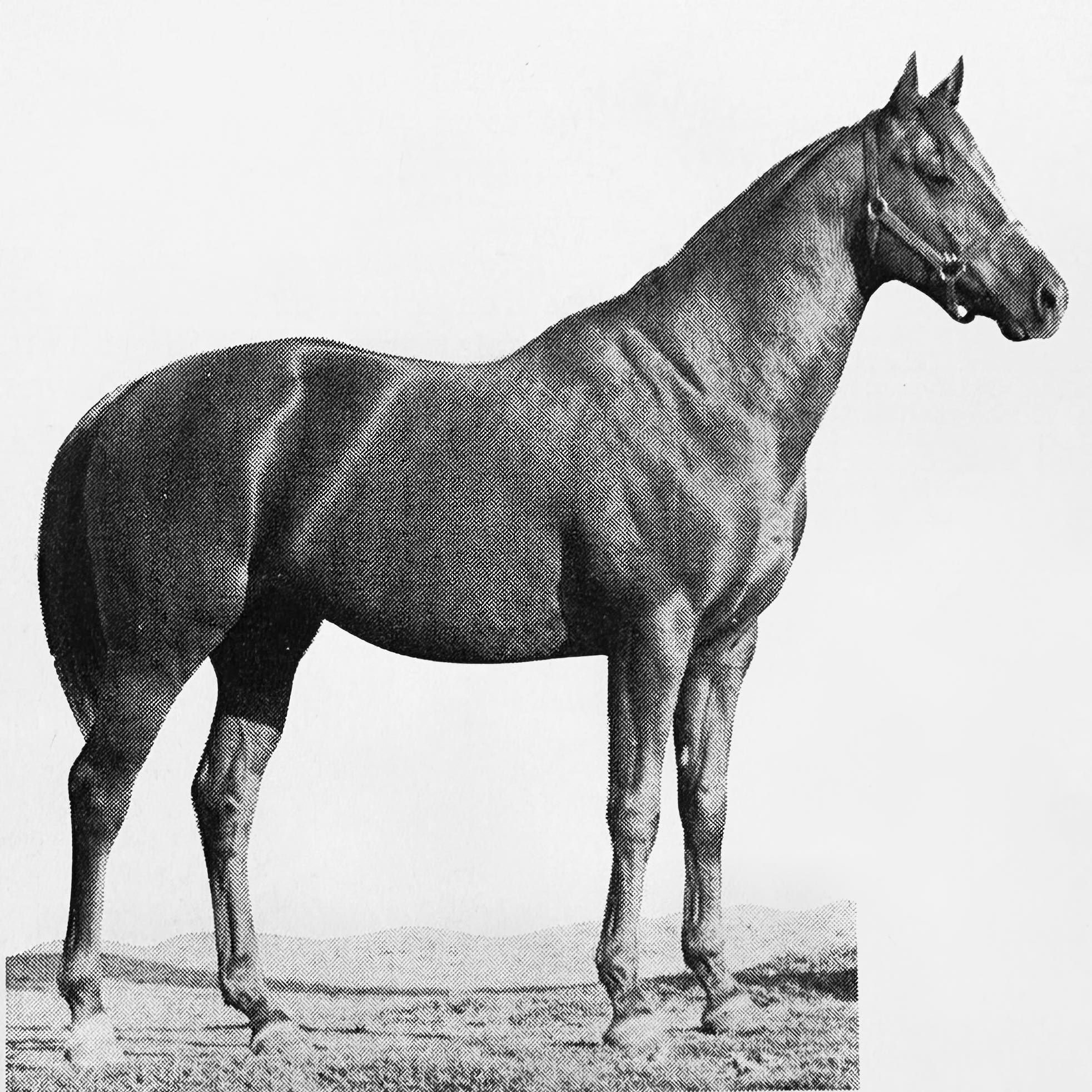 The Western Thoroughbred History: Equa Charge – The Western Thoroughbred
