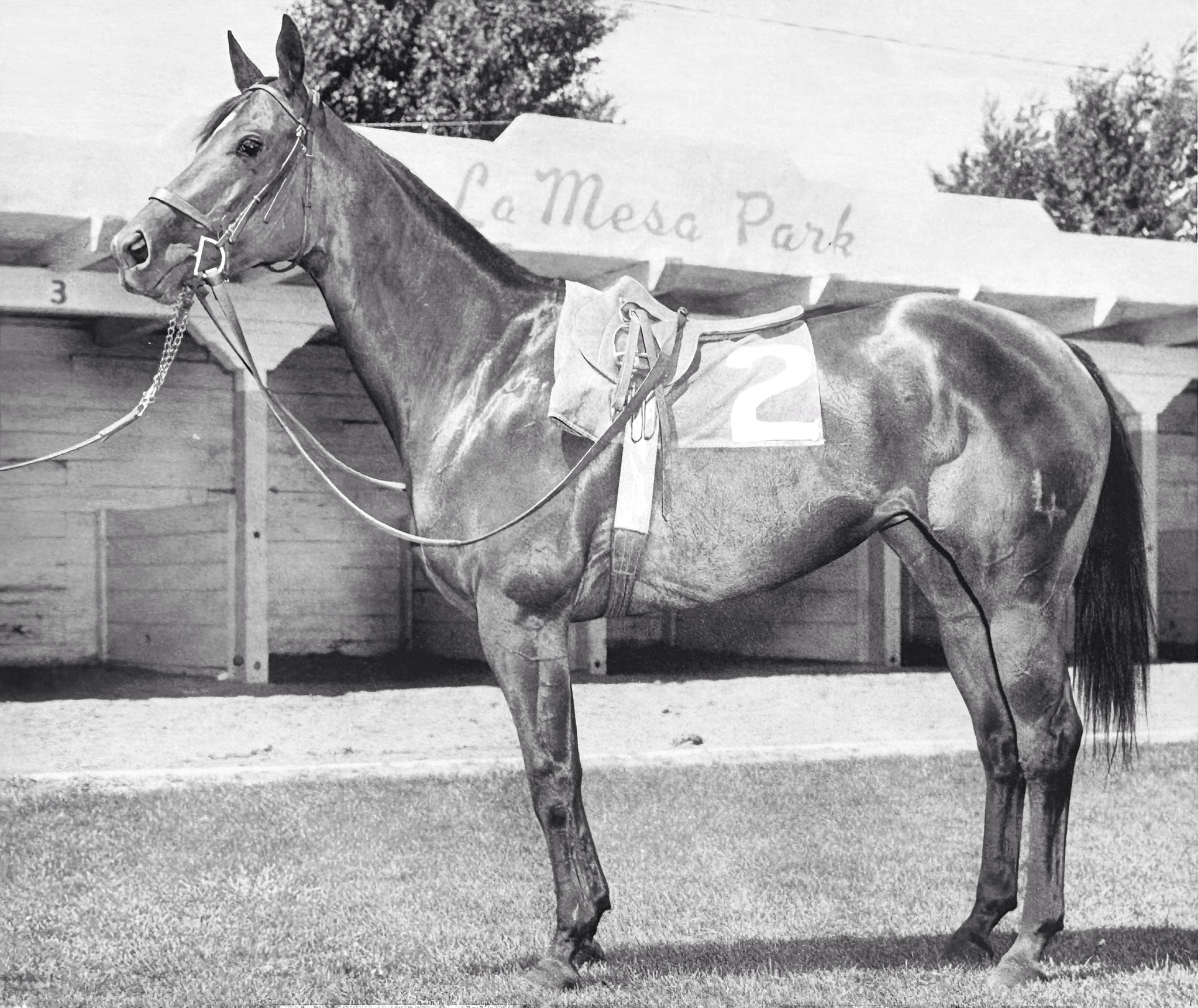 The Western Thoroughbred: Little Lena Bars – The Western Thoroughbred