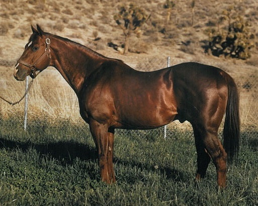 The Western Thoroughbred: Little Lena Bars – The Western Thoroughbred