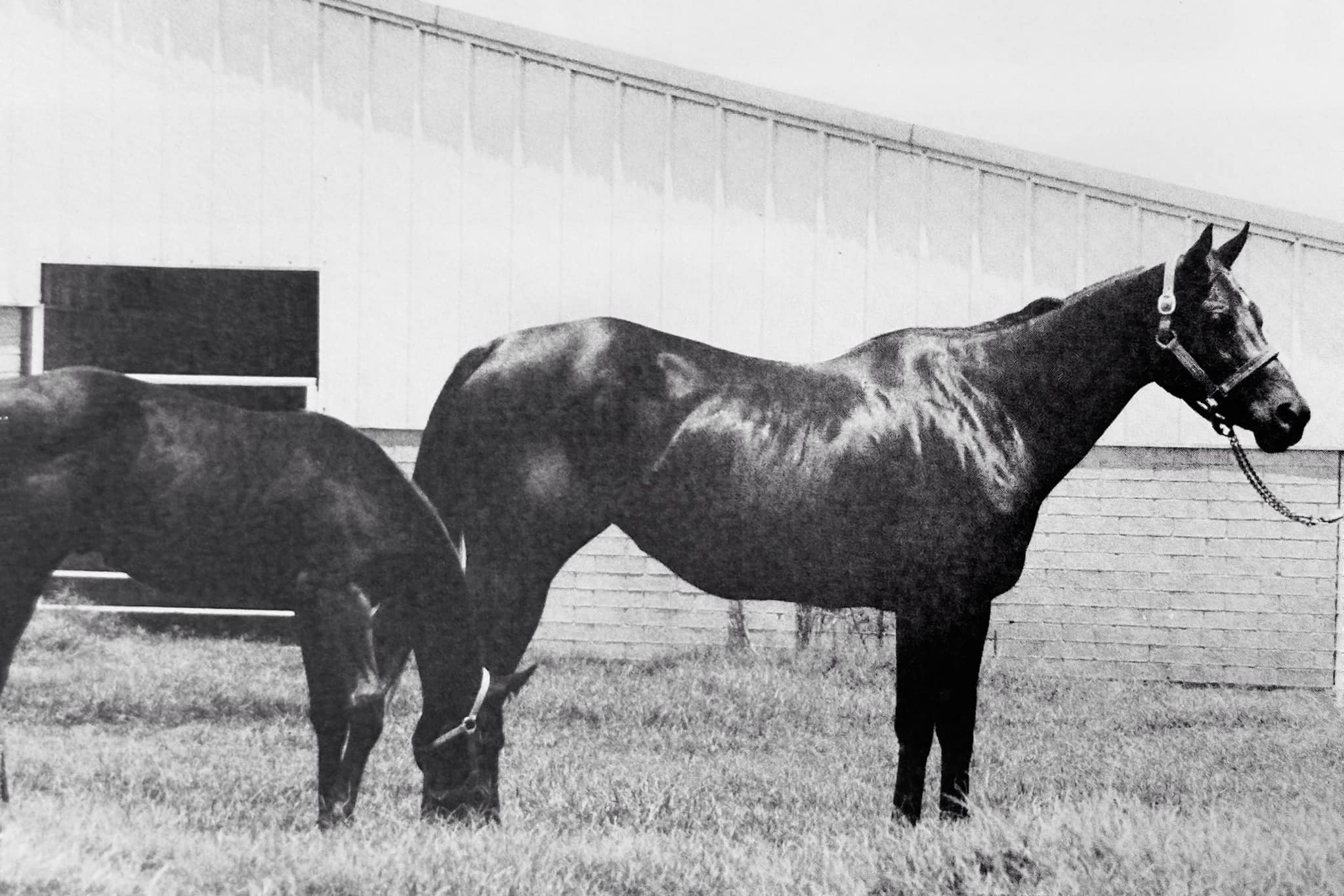 The Western Thoroughbred History: Yankee Doll – The Western Thoroughbred