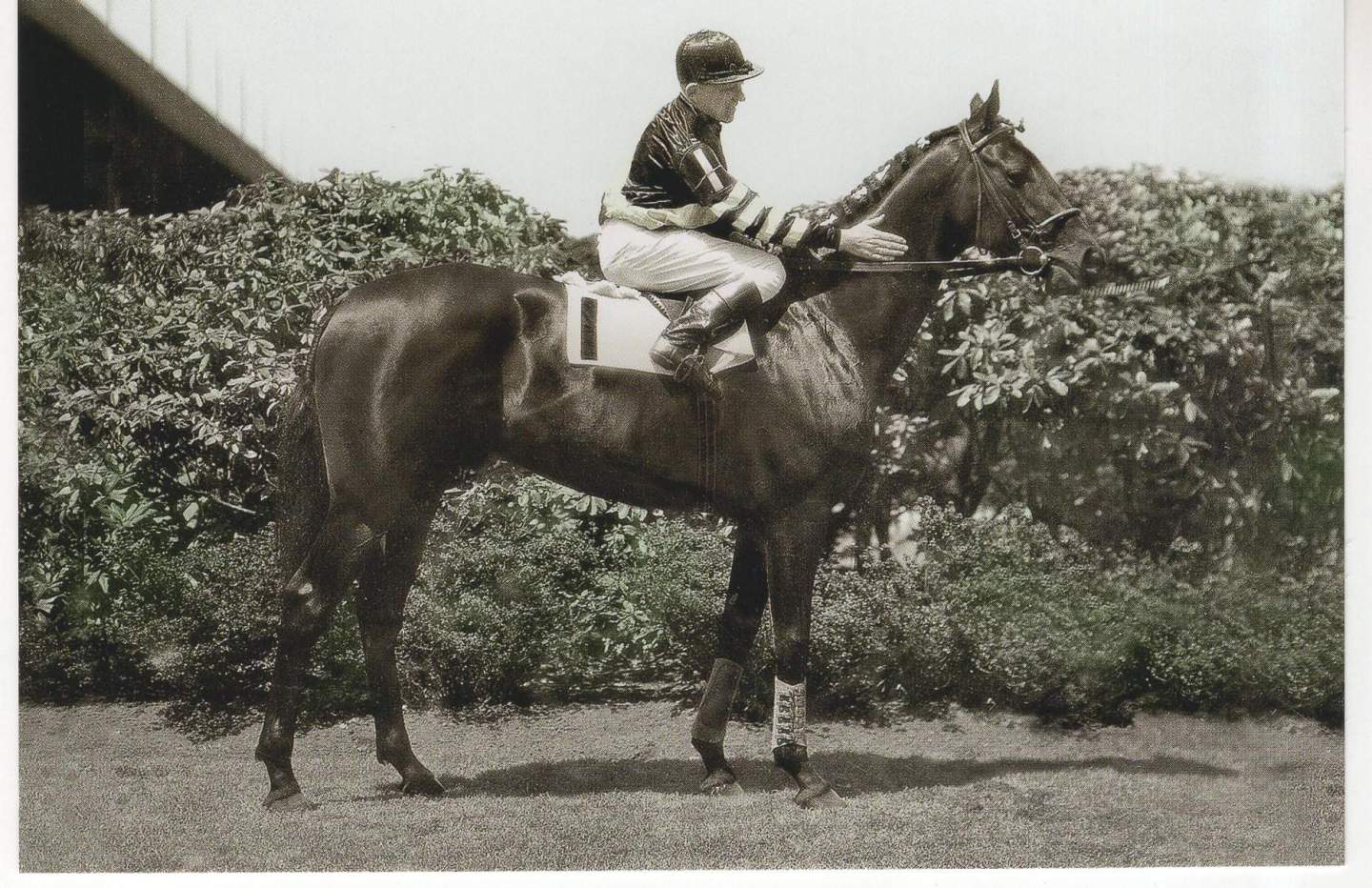 The Western Thoroughbred History: Sure Czech – The Western Thoroughbred