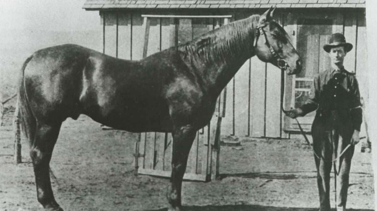 The Western Thoroughbred History: Peter McCue – The Western Thoroughbred
