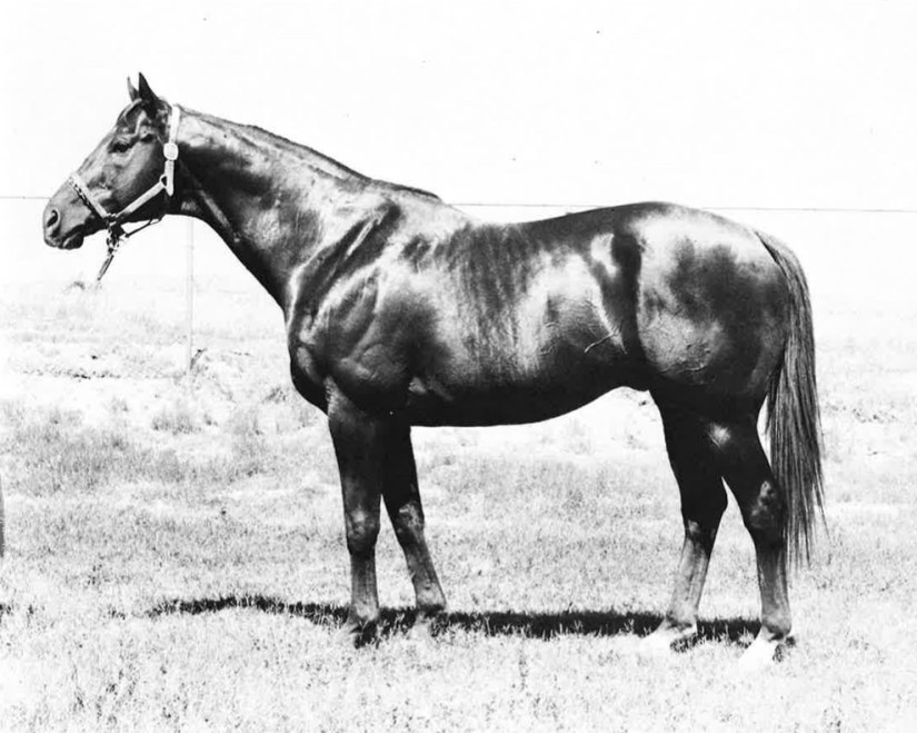 The Western Thoroughbred History: Trippy Dip – The Western Thoroughbred